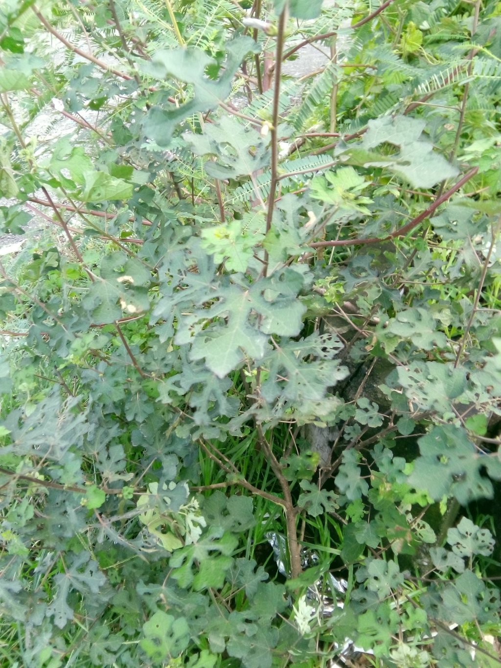 Processing The Fiber From Chinese-Bur & Bur Mallow Plants For Cordage ...