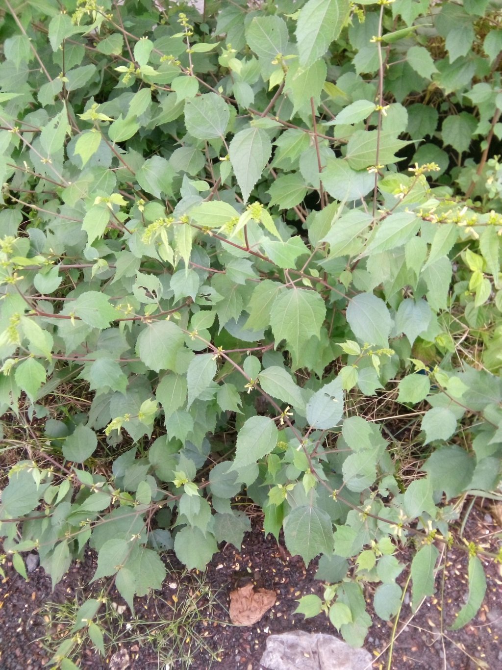 Processing The Fiber From Chinese-Bur & Bur Mallow Plants For Cordage ...